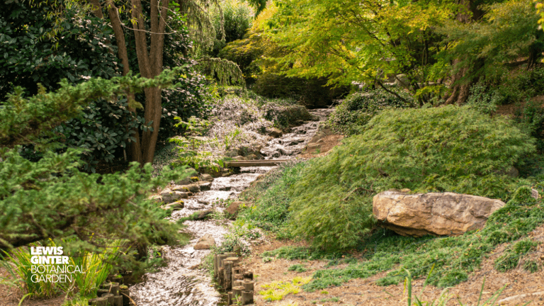 Garden or GardenFest Zoom Background - Lewis Ginter Botanical Garden