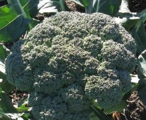 Beautiful Broccoli feature - Lewis Ginter Botanical Garden