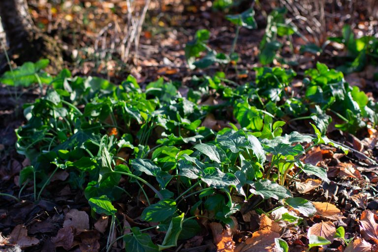 Italian Arum: A "Dirty Dozen" Plant - Lewis Ginter Botanical Garden