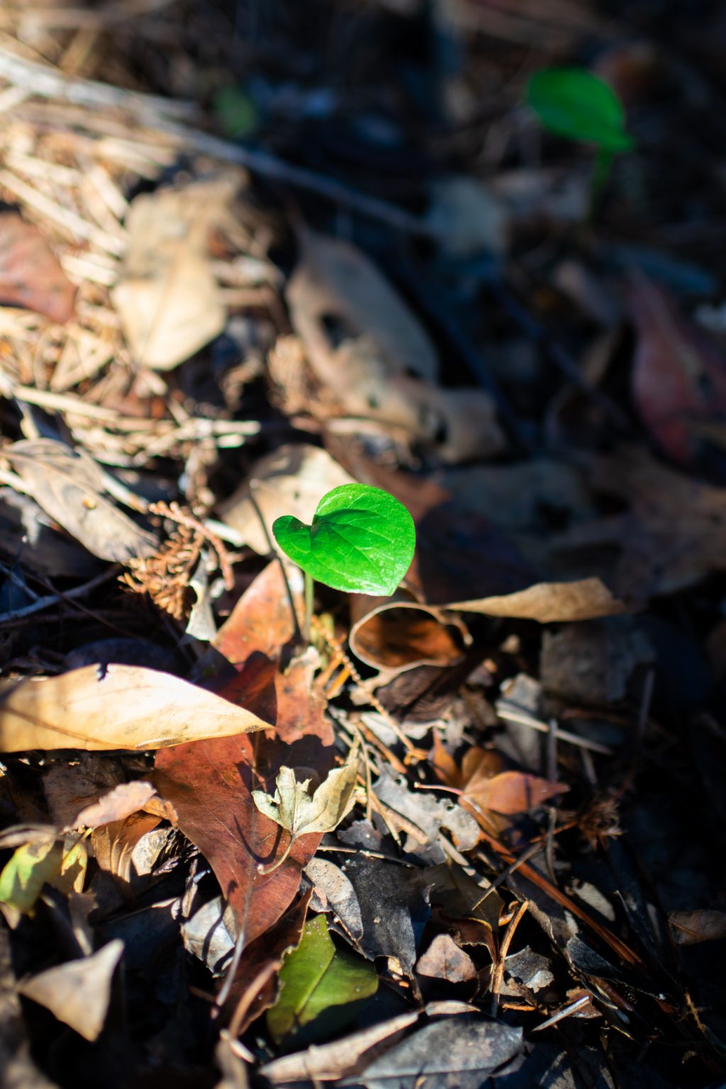 Italian Arum: A "Dirty Dozen" Plant - Lewis Ginter Botanical Garden