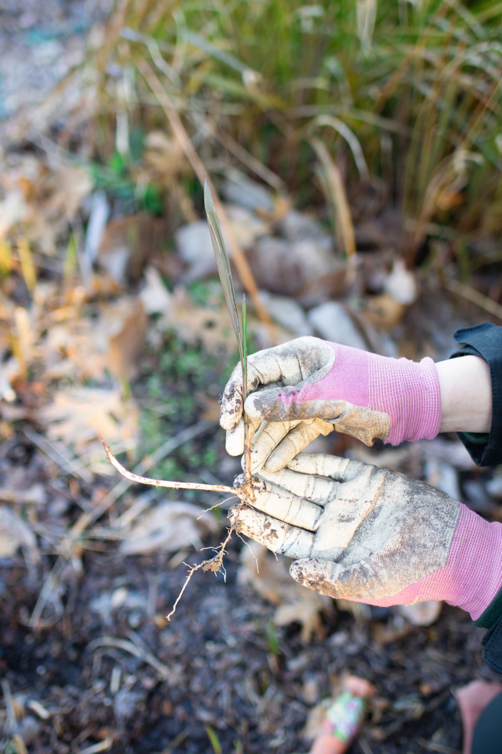 Cogon Grass: A "Dirty Dozen" Plant Be Wary of this Invasive