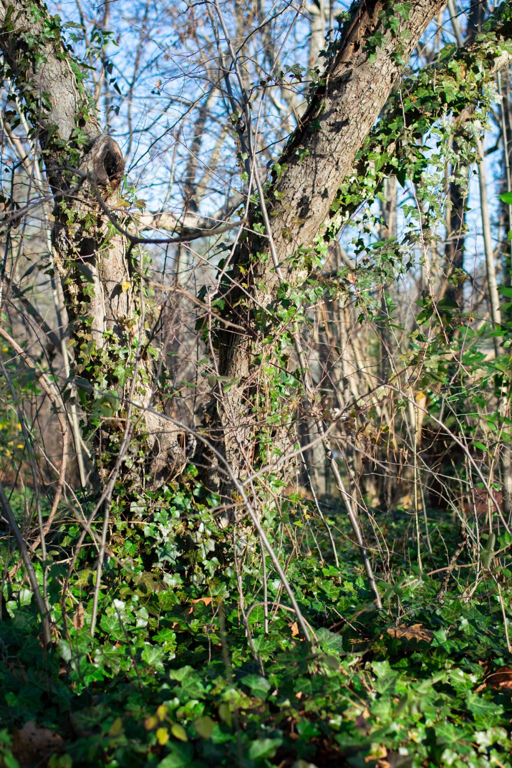 Invasive Plants: The “Dirty Dozen” - Lewis Ginter Botanical