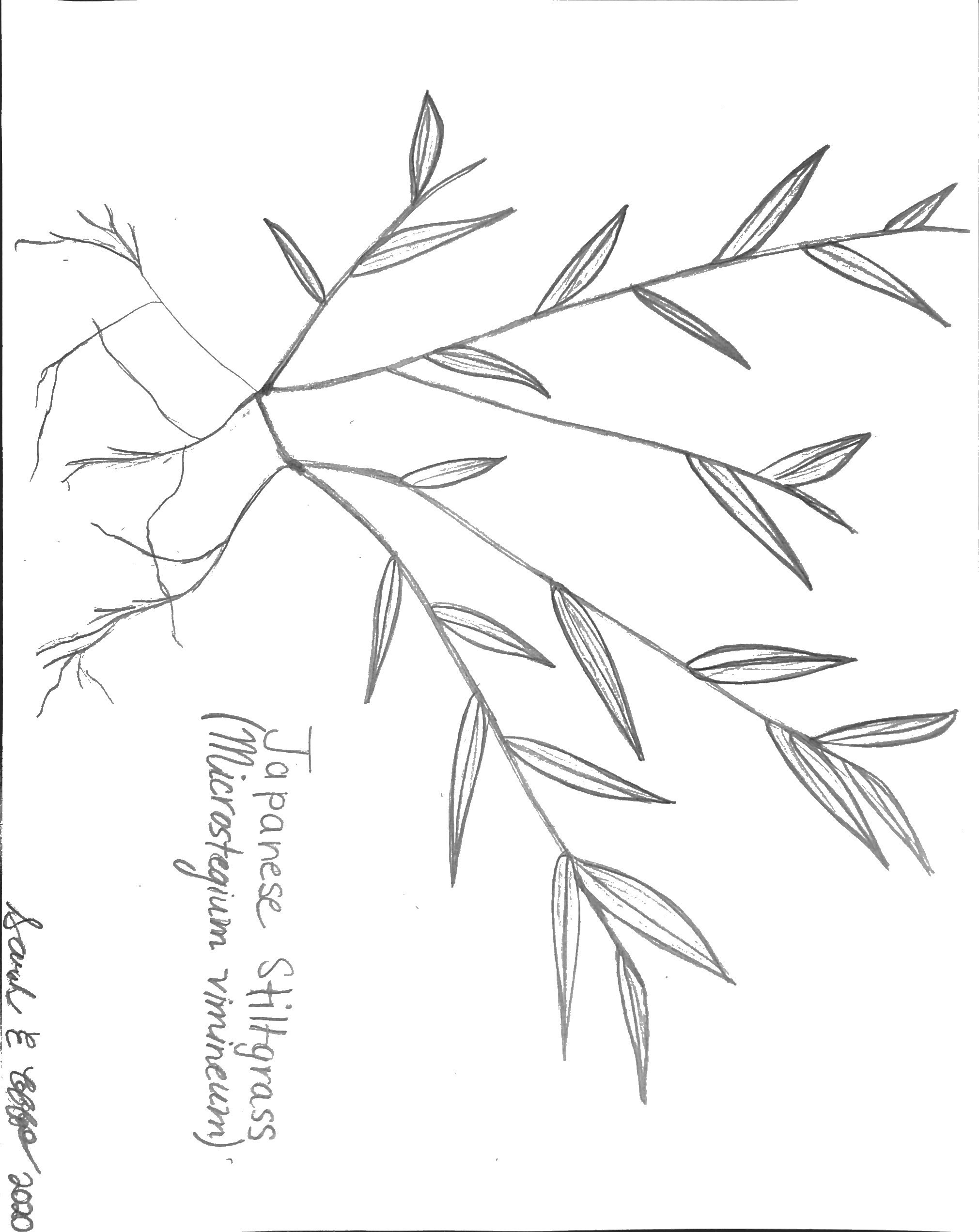 stiltgrass - Lewis Ginter Botanical Garden