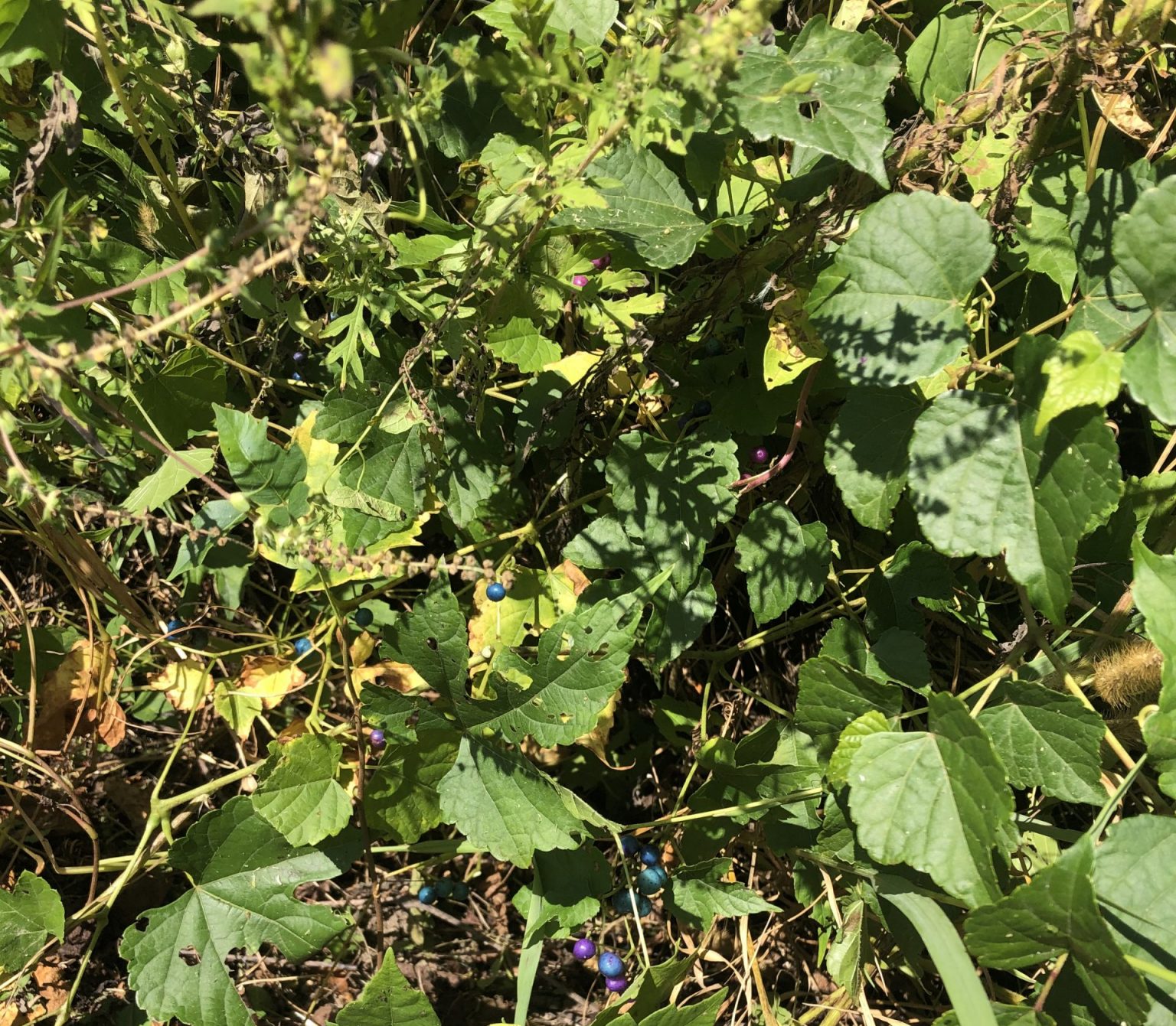 Porcelain Berry: A "Dirty Dozen" Plant - Lewis Ginter Botanical Garden