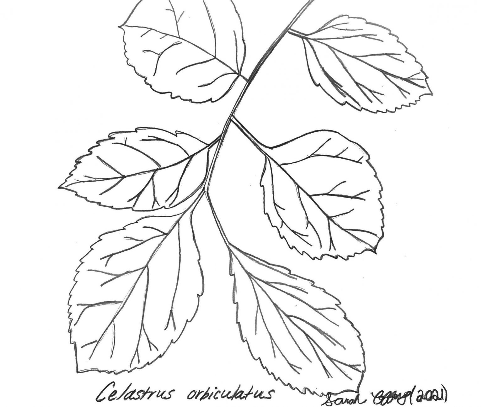 Oriental Bittersweet: A "Dirty Dozen" Plant - Lewis Ginter Botanical Garden