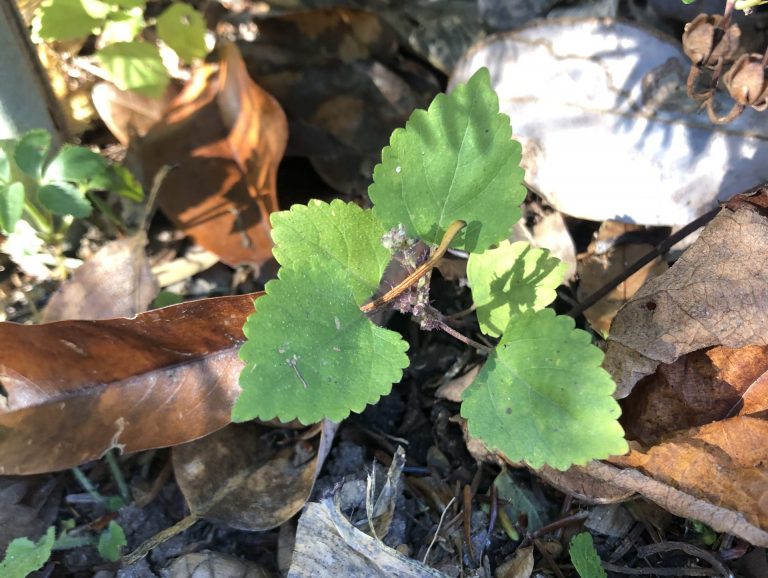 Mulberry Weed: A "Dirty Dozen" Plant - Lewis Ginter Botanical Garden