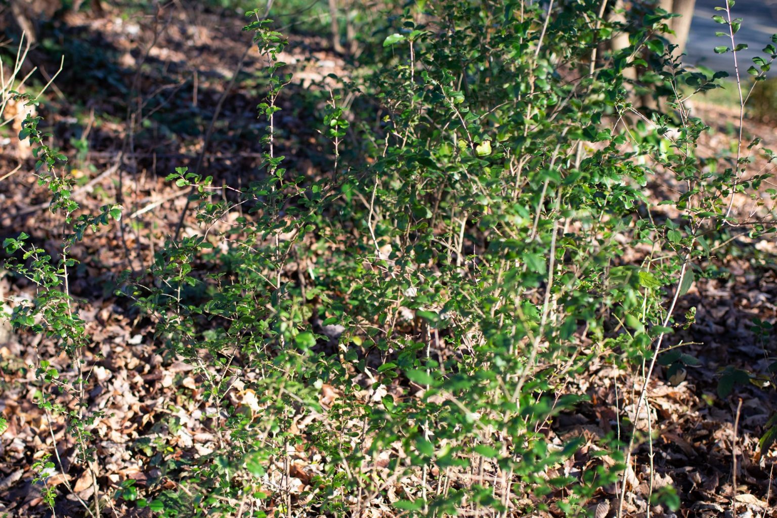 Chinese Privet: A "Dirty Dozen" Plant - Lewis Ginter Botanical Garden