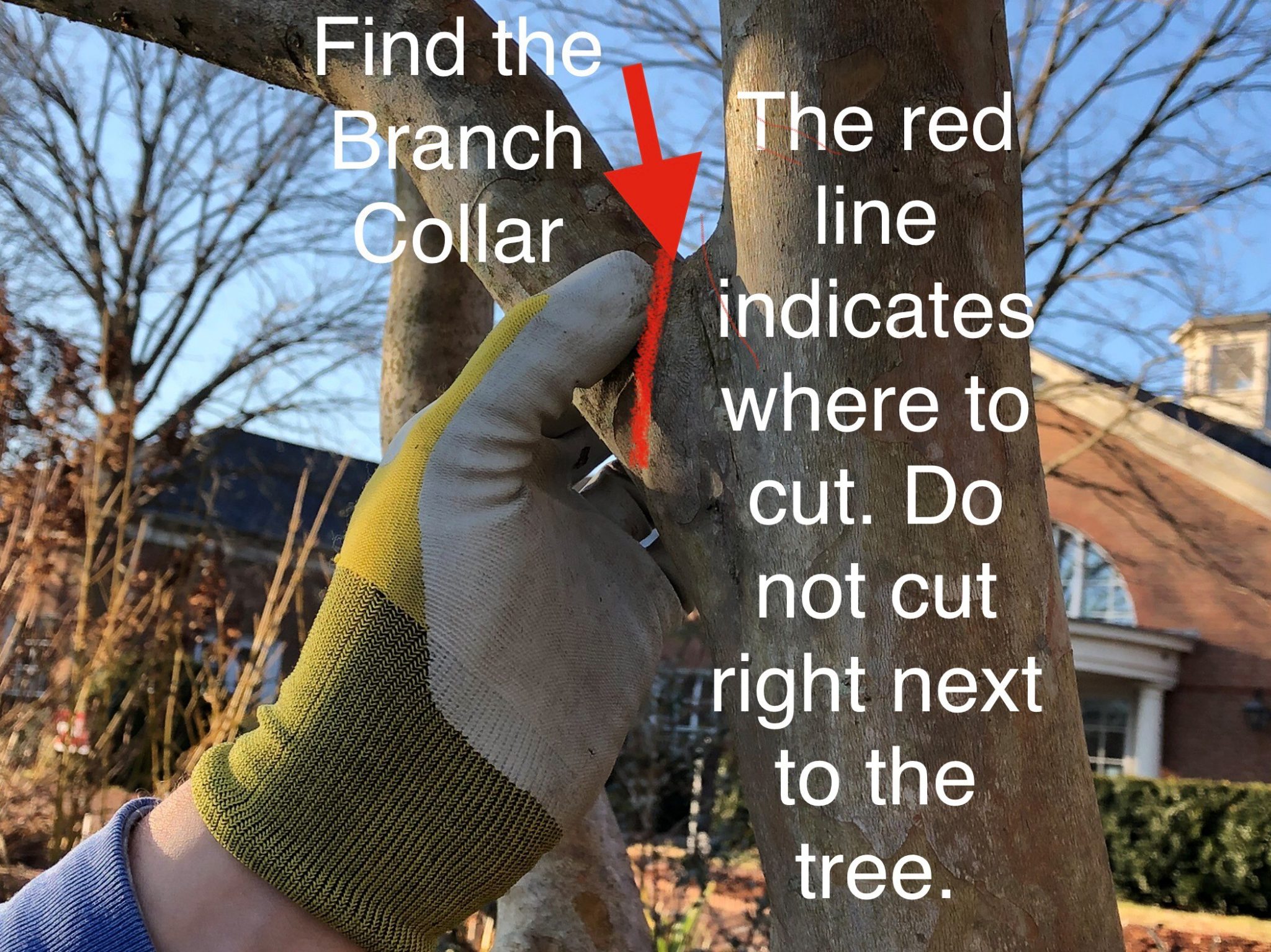 Crape Myrtle: Pruning - Lewis Ginter Botanical Garden
