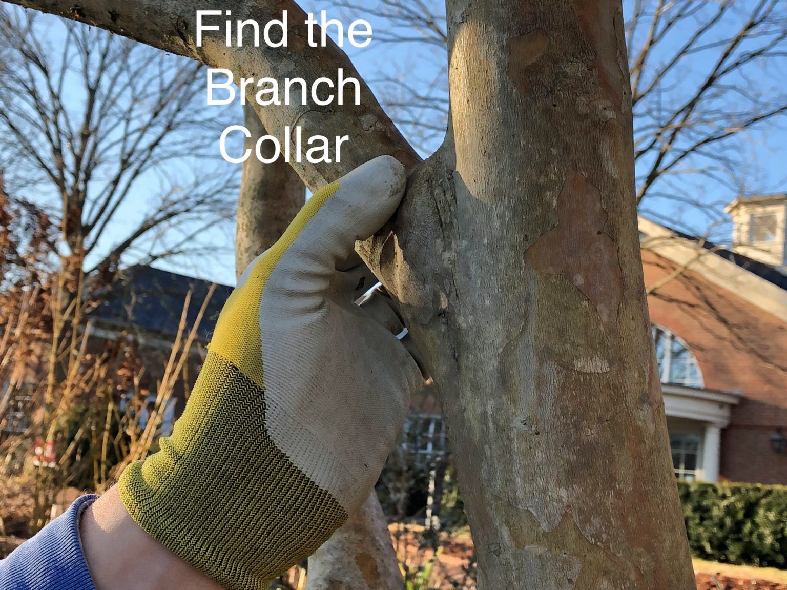 Crape Myrtle: Pruning - Lewis Ginter Botanical Garden