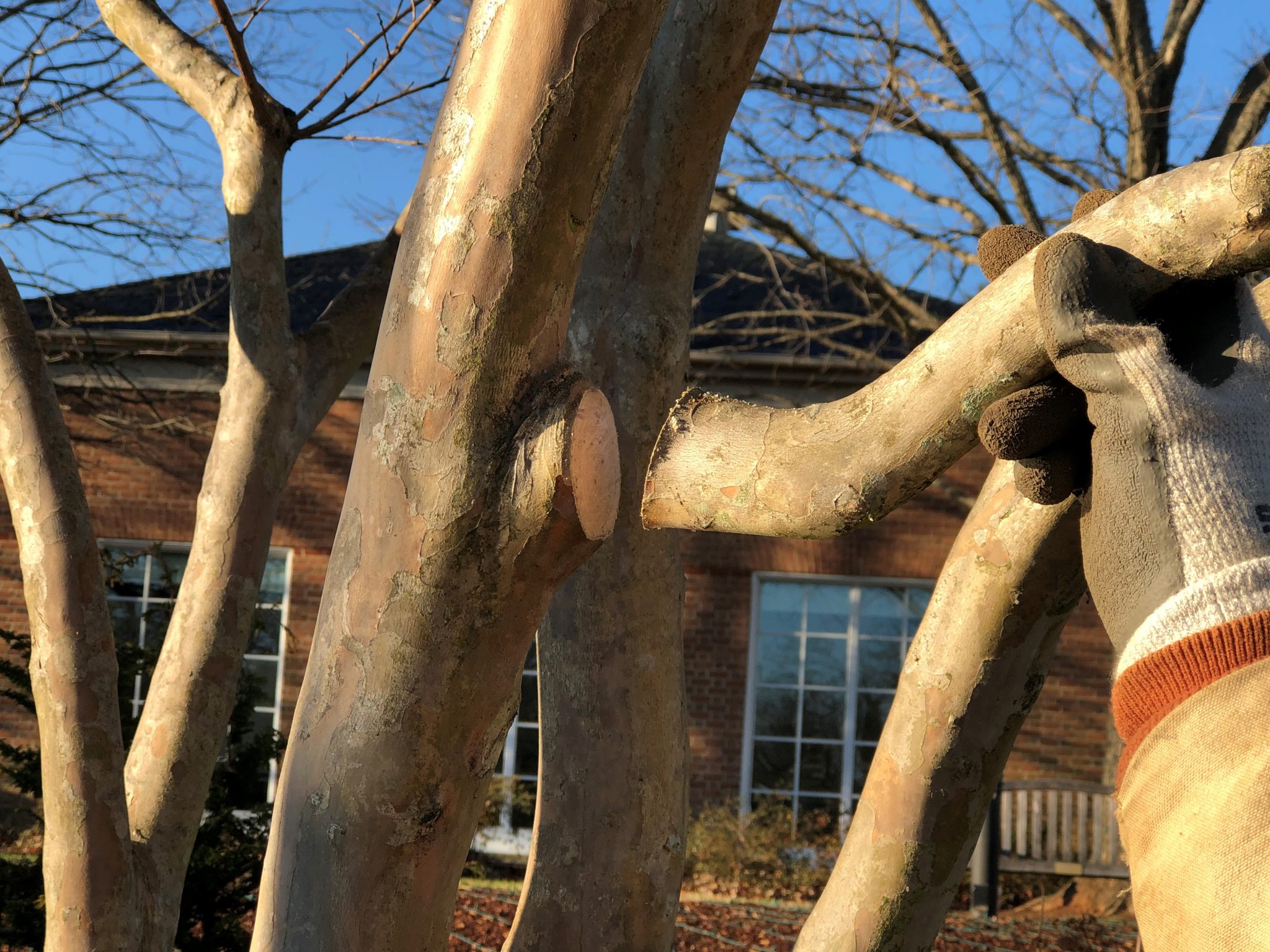 Crape Myrtle: Pruning - Lewis Ginter Botanical Garden