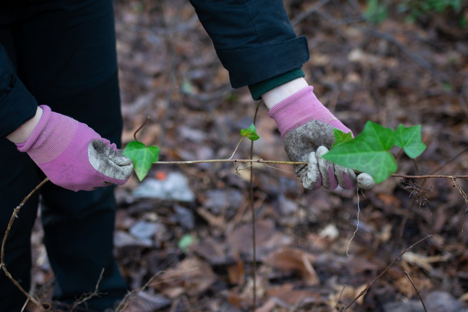 English Ivy: A "Dirty Dozen" Plant - Lewis Ginter Botanical Garden