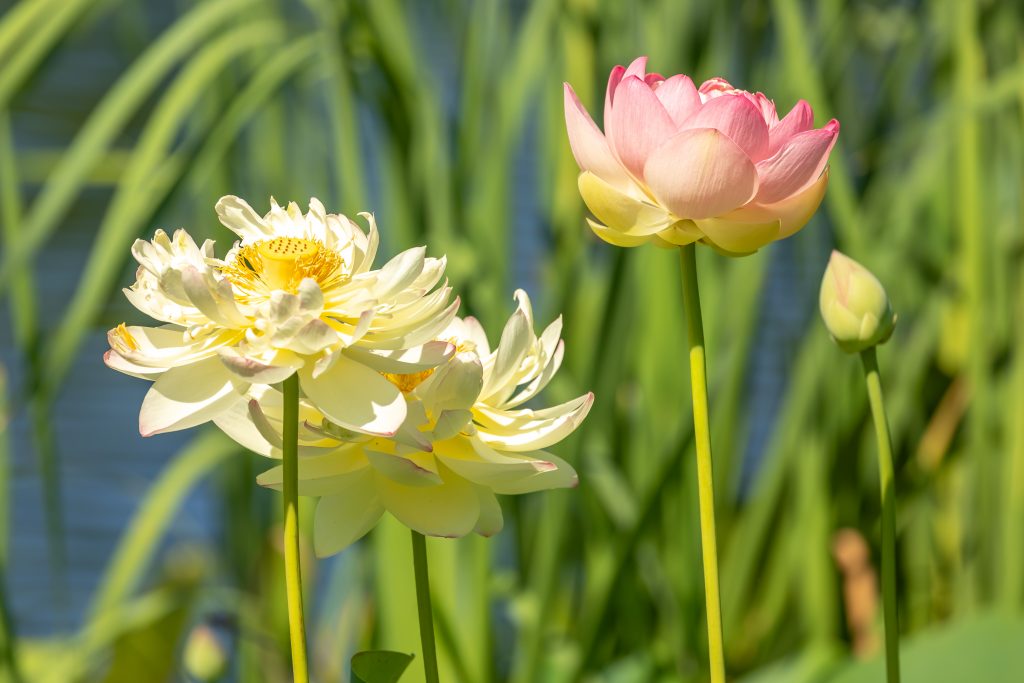 Lotus Home Garden - Lewis Ginter Botanical Garden