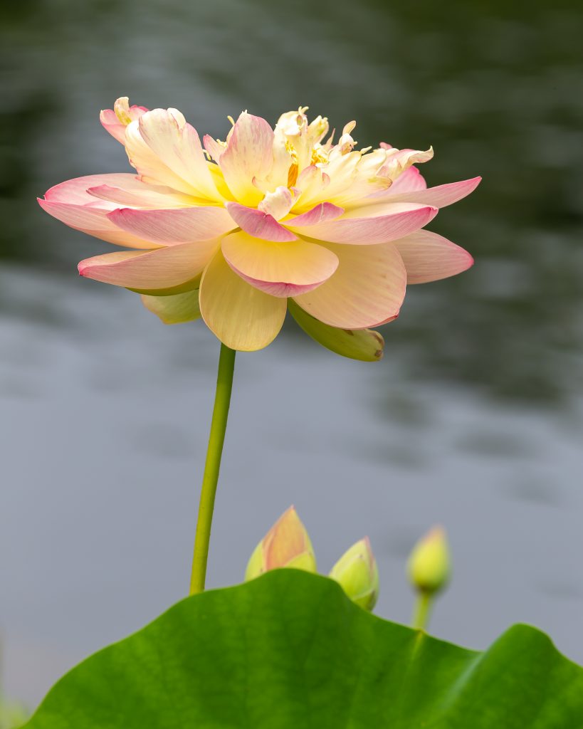 Lotus Home Garden - Lewis Ginter Botanical Garden