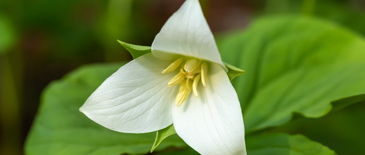 trilliam 1250 420 - Lewis Ginter Botanical Garden