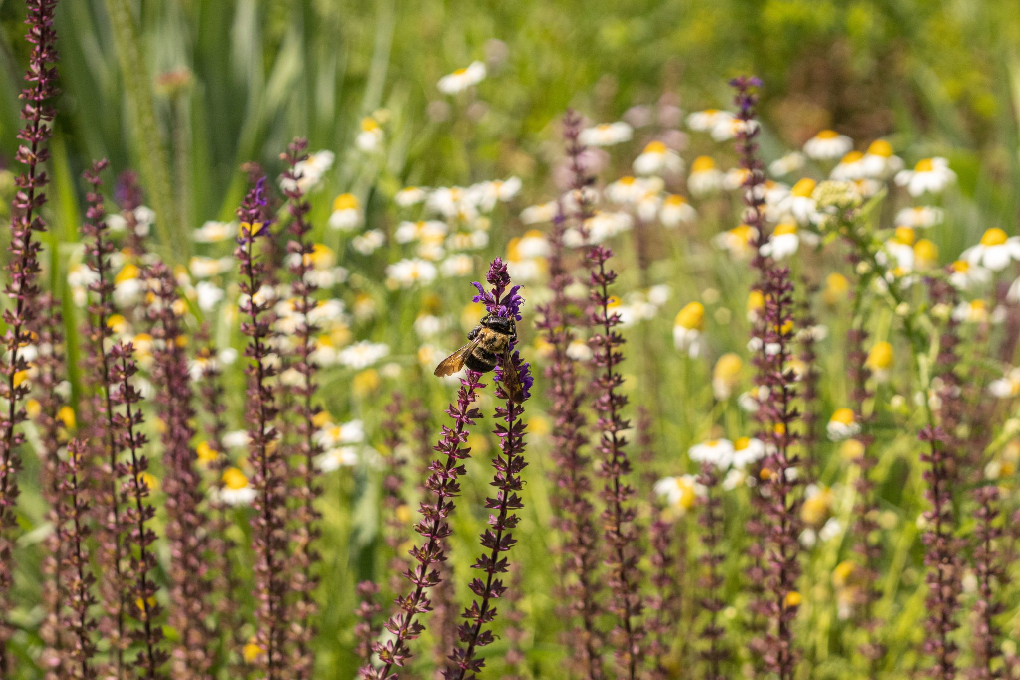 Bumble Bee, Native Bees and Honey Bees at Lewis Ginter