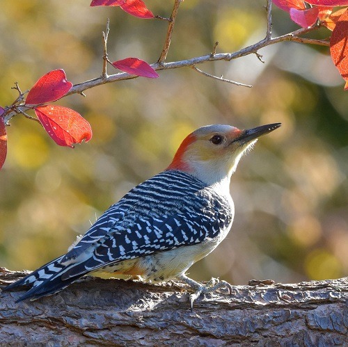 Basic Birding for Beginners - Lewis Ginter Botanical Garden