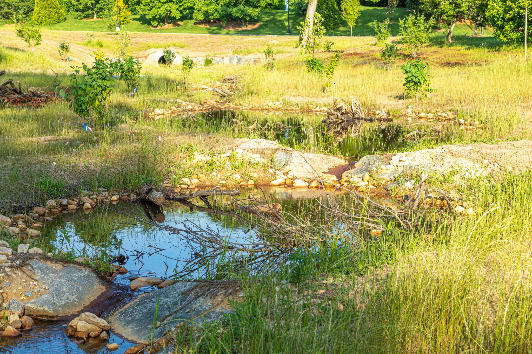 Water Conservation in the Community and at Lewis Ginter