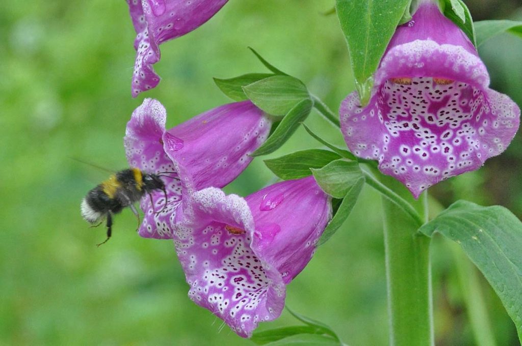 bee-on-foxglove - Lewis Ginter Botanical Garden