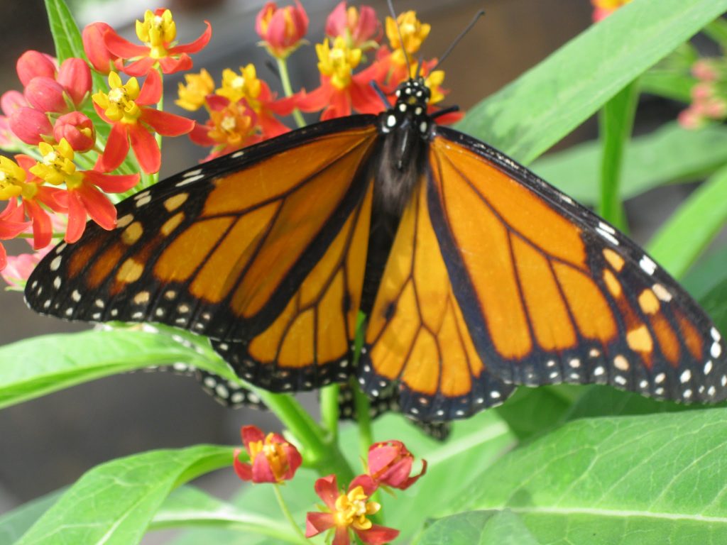 Helping Monarchs by Building Habitats - Lewis Ginter Botanical Garden