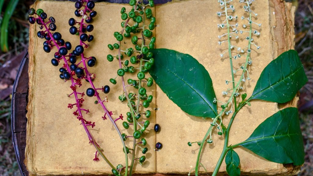 A,Handmade,Book,With,The,Fruiting,Stages,Of,Poke,Berries - Lewis Ginter ...