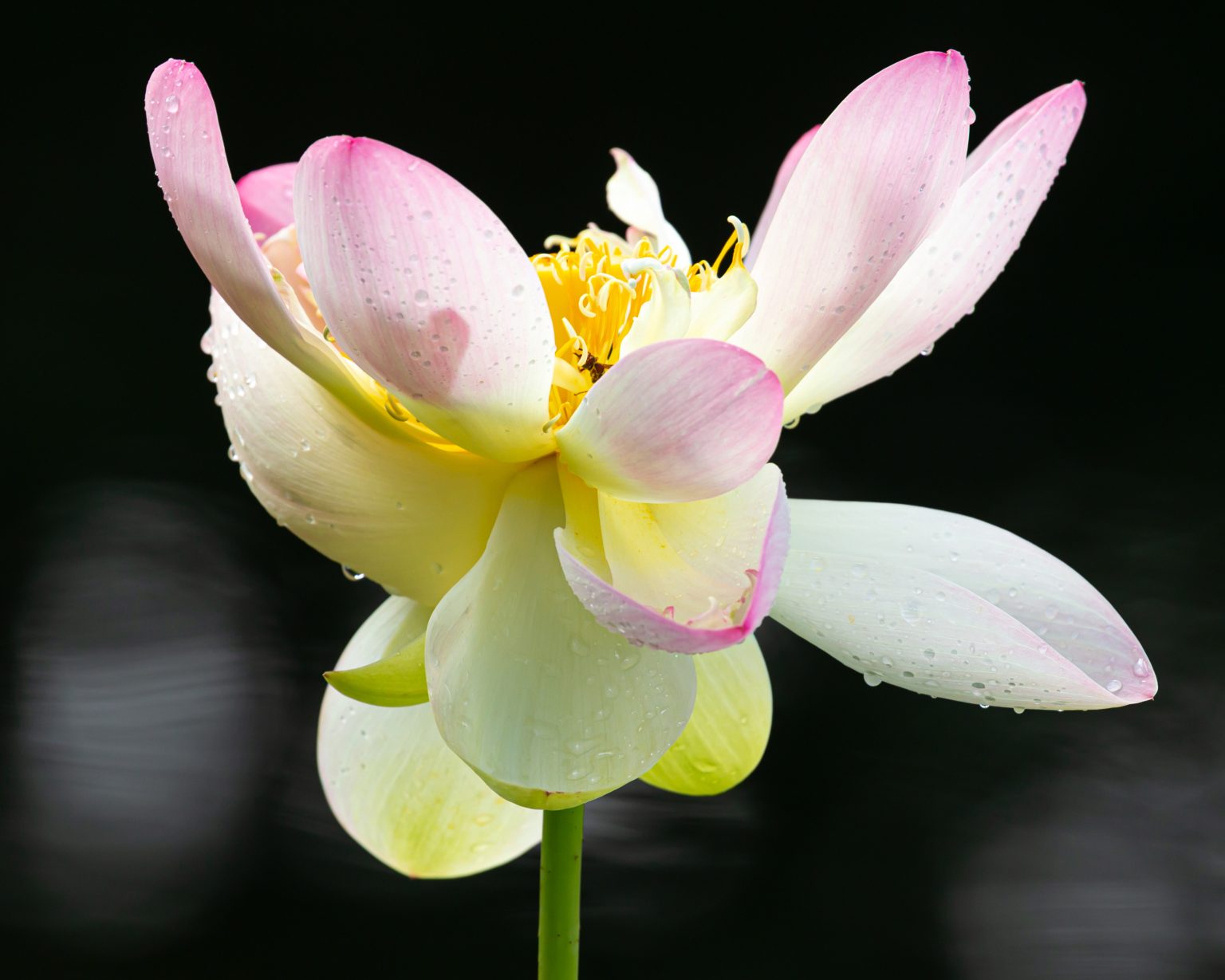 Lotus Tom Hennessy - Lewis Ginter Botanical Garden