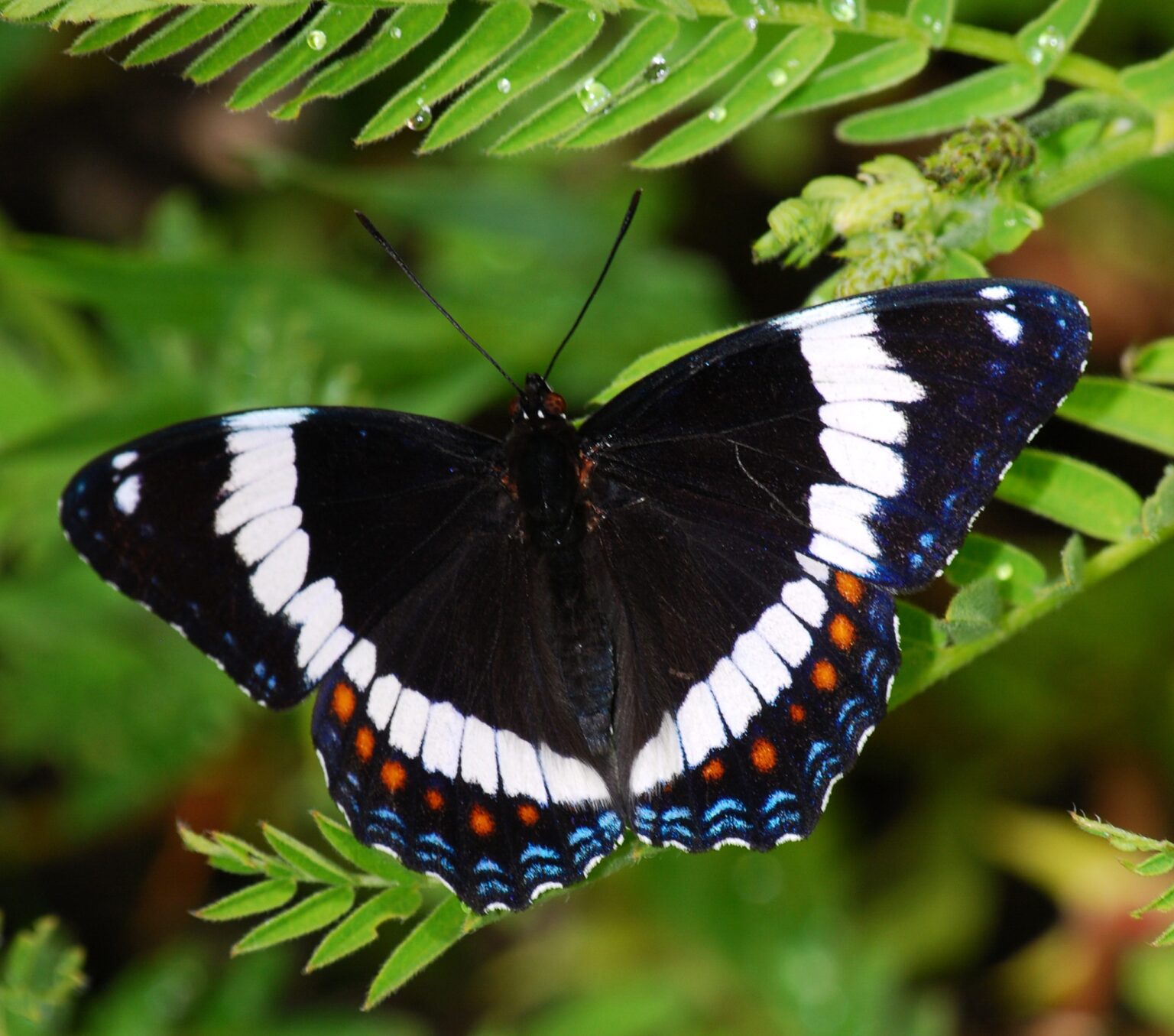 Tips for a Virginia Butterfly Garden - Lewis Ginter Botanical Garden