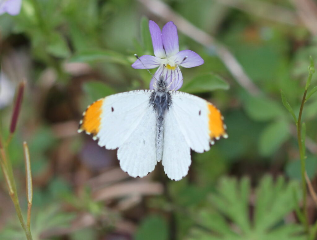 Tips for a Virginia Butterfly Garden - Lewis Ginter Botanical Garden