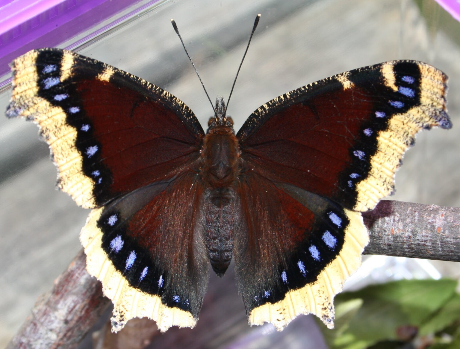 Tips for a Virginia Butterfly Garden - Lewis Ginter Botanical Garden