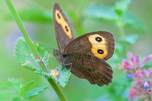 Tips for a Virginia Butterfly Garden - Lewis Ginter Botanical Garden