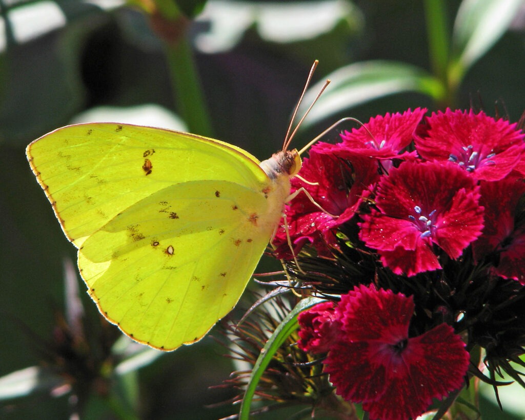 Tips for a Virginia Butterfly Garden - Lewis Ginter Botanical Garden