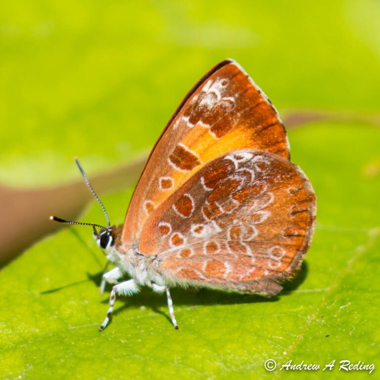 Tips for a Virginia Butterfly Garden - Lewis Ginter Botanical Garden