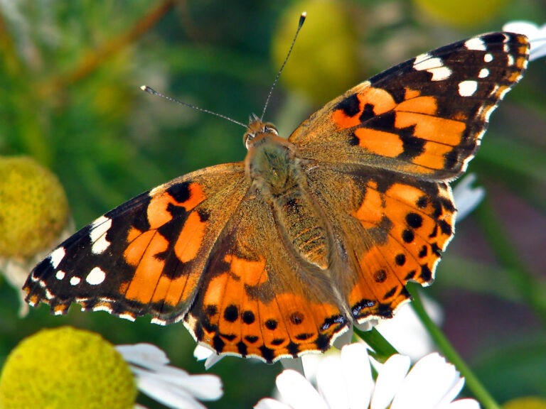Tips for a Virginia Butterfly Garden - Lewis Ginter Botanical Garden