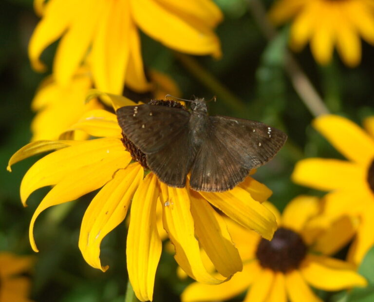 Tips for a Virginia Butterfly Garden - Lewis Ginter Botanical Garden