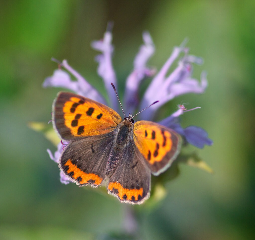 Tips for a Virginia Butterfly Garden - Lewis Ginter Botanical Garden