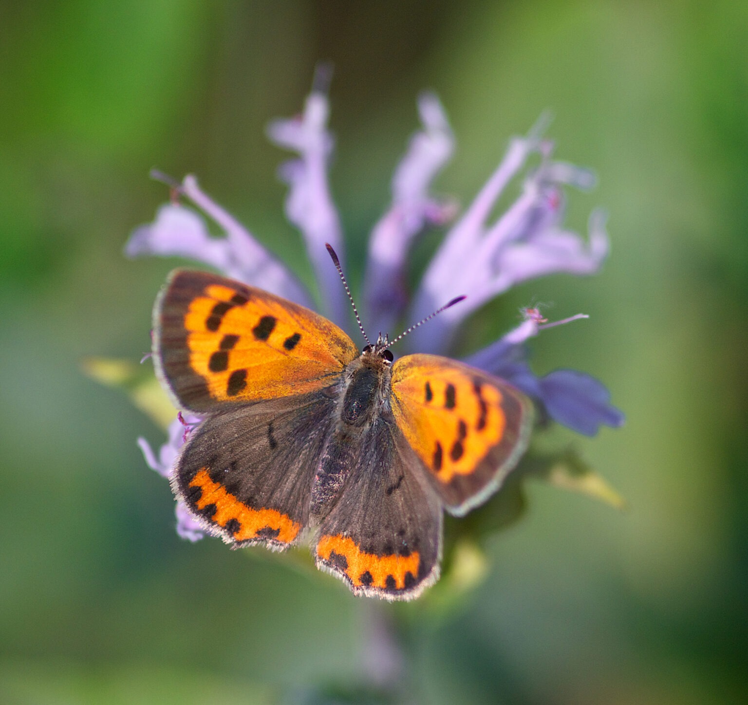 Tips for a Virginia Butterfly Garden - Lewis Ginter Botanical Garden
