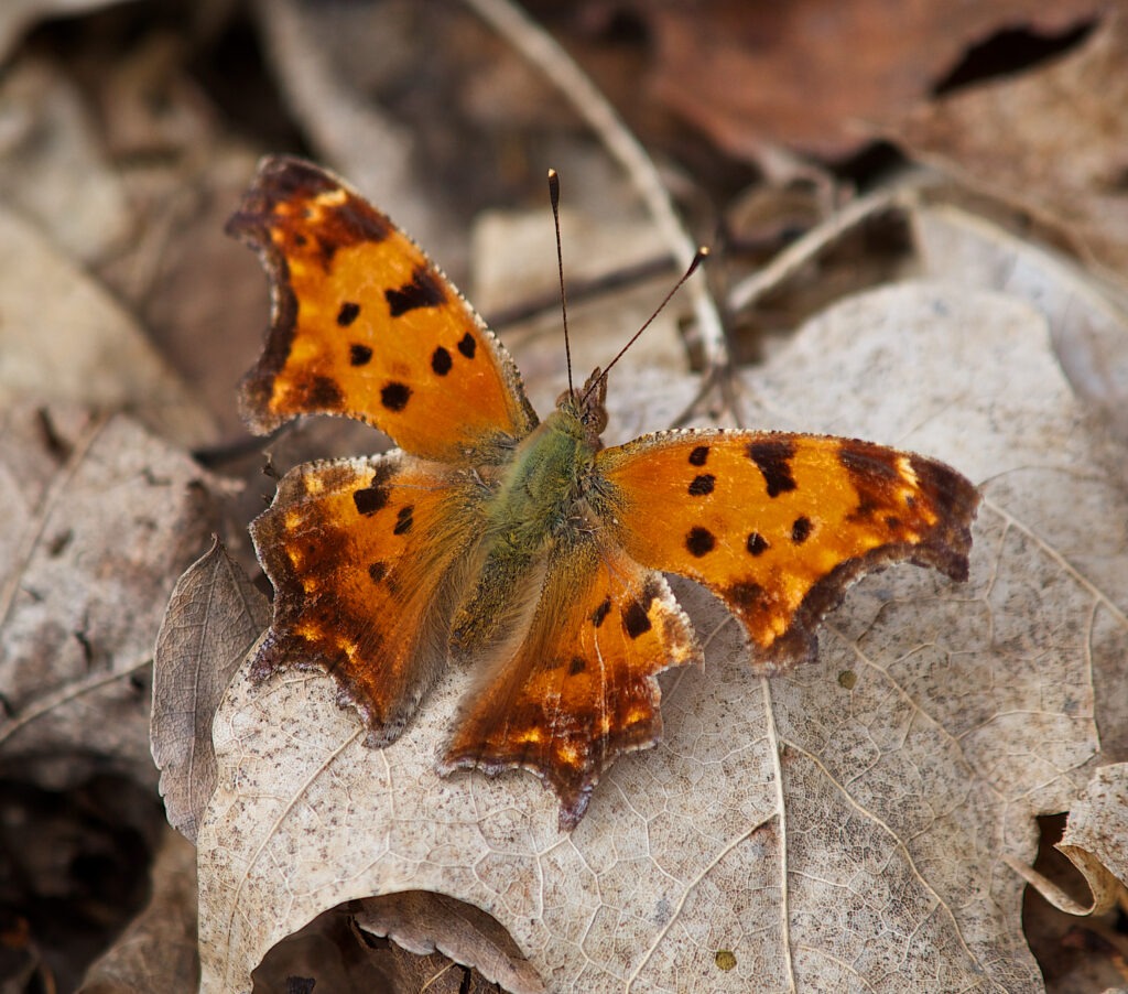 Tips for a Virginia Butterfly Garden - Lewis Ginter Botanical Garden