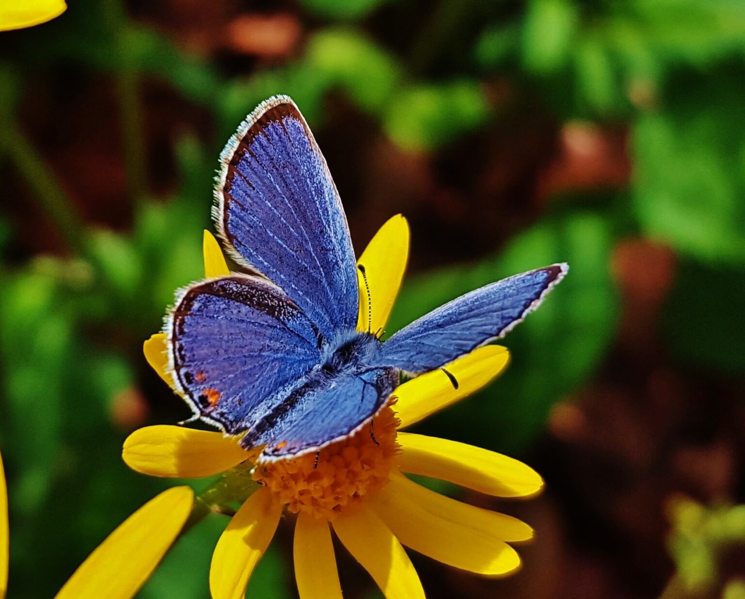 Tips for a Virginia Butterfly Garden - Lewis Ginter Botanical Garden
