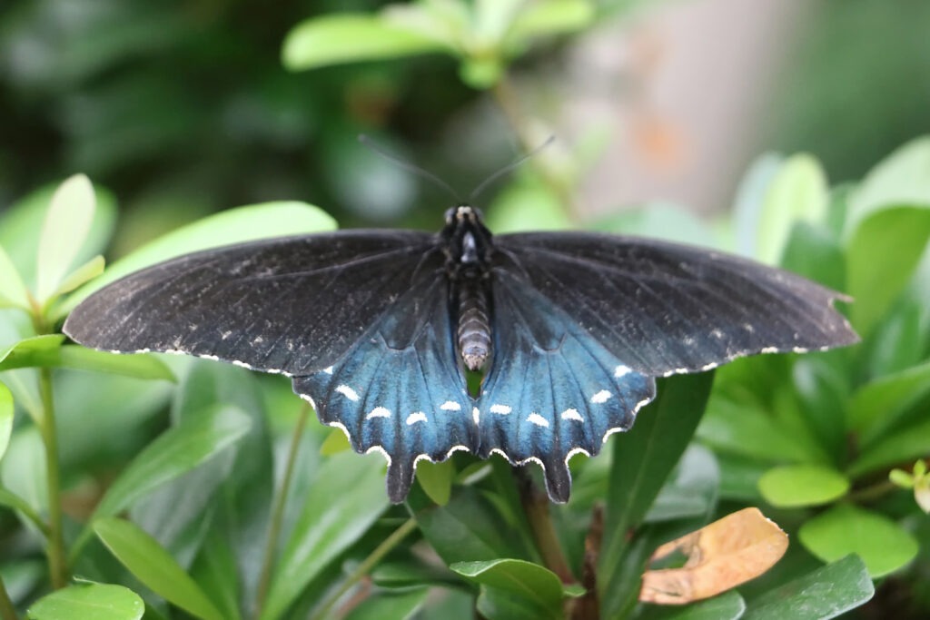 Tips for a Virginia Butterfly Garden - Lewis Ginter Botanical Garden