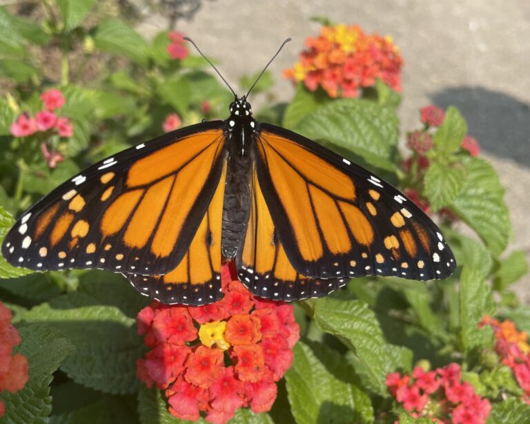 Tips for a Virginia Butterfly Garden - Lewis Ginter Botanical Garden