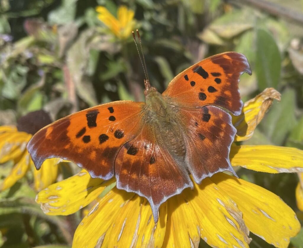 Clara_Aus_Eastern_Question_Mark - Lewis Ginter Botanical Garden