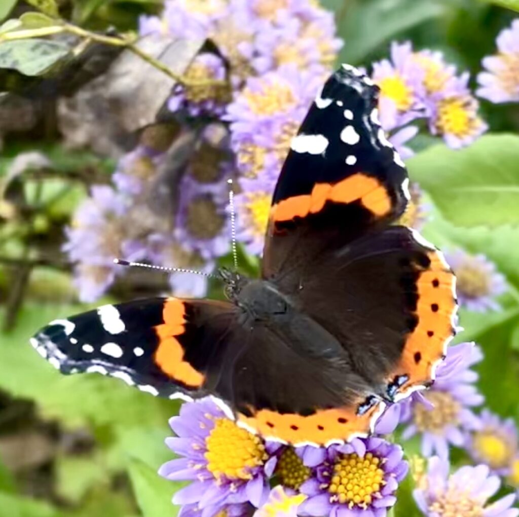 Tips for a Virginia Butterfly Garden - Lewis Ginter Botanical Garden
