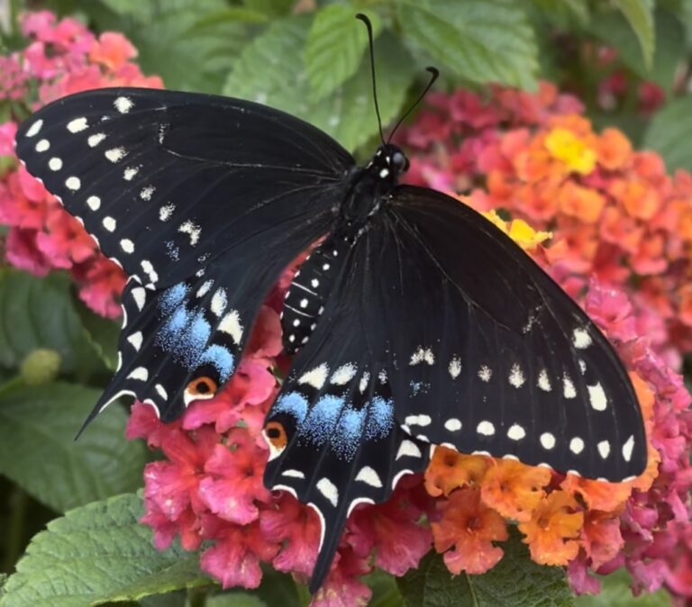 Tips for a Virginia Butterfly Garden - Lewis Ginter Botanical Garden