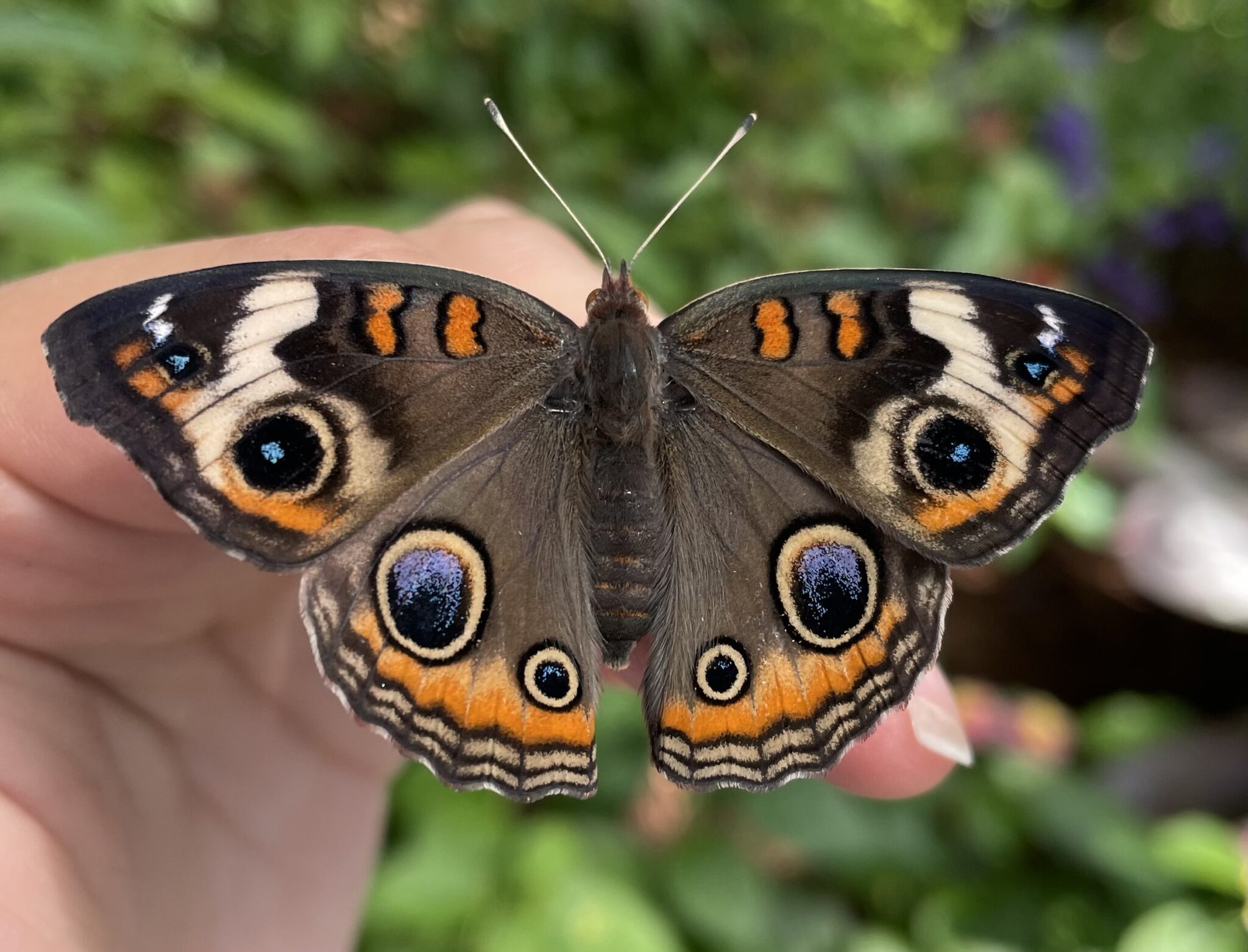Tips for a Virginia Butterfly Garden - Lewis Ginter Botanical Garden