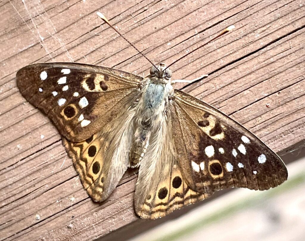 Tips for a Virginia Butterfly Garden - Lewis Ginter Botanical Garden