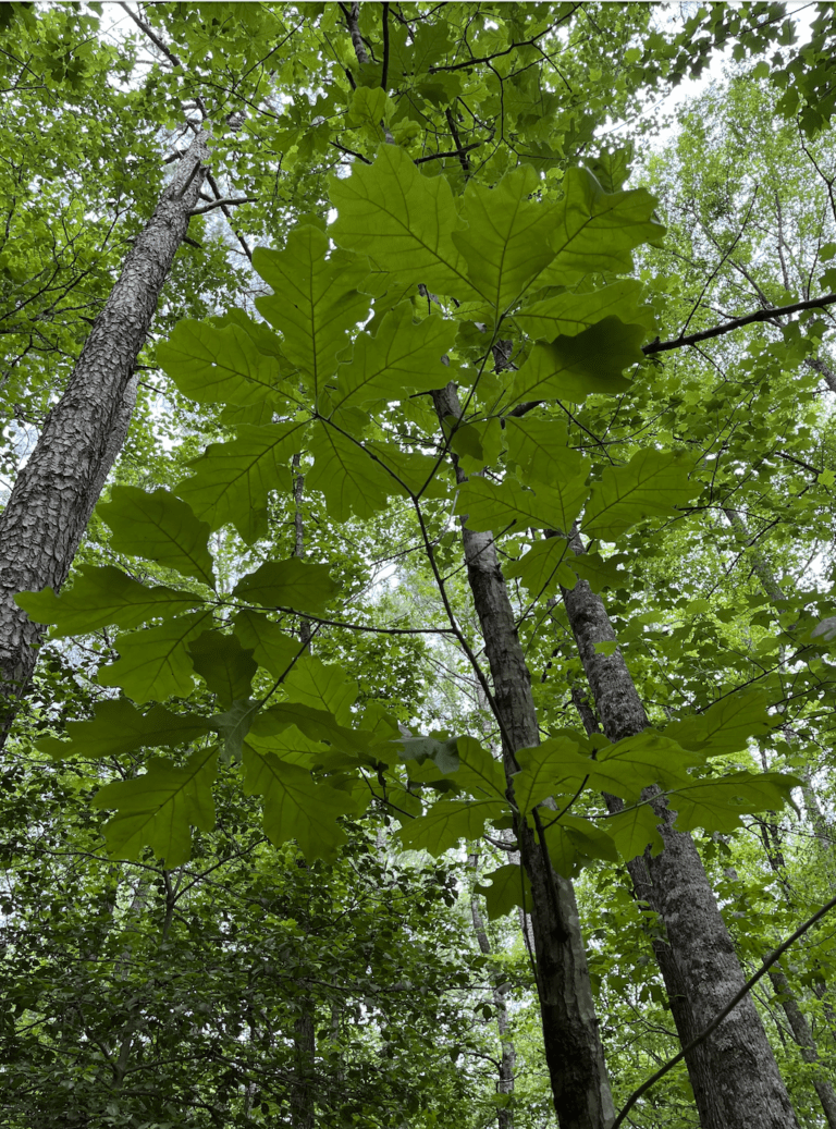 The Mighty Oak Tree - Lewis Ginter Botanical Garden