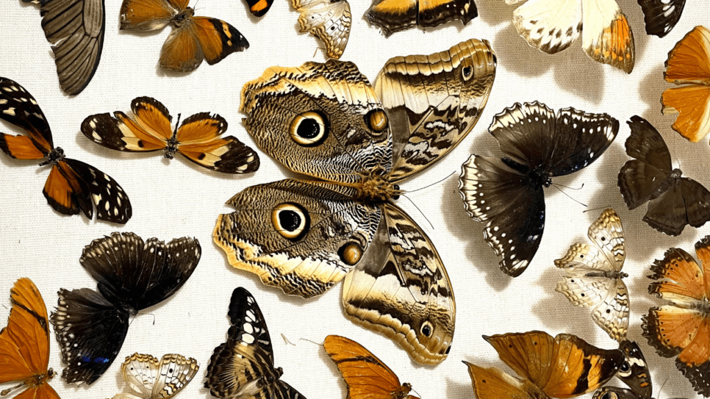 Butterfly Pinning for Beginners - Lewis Ginter Botanical Garden