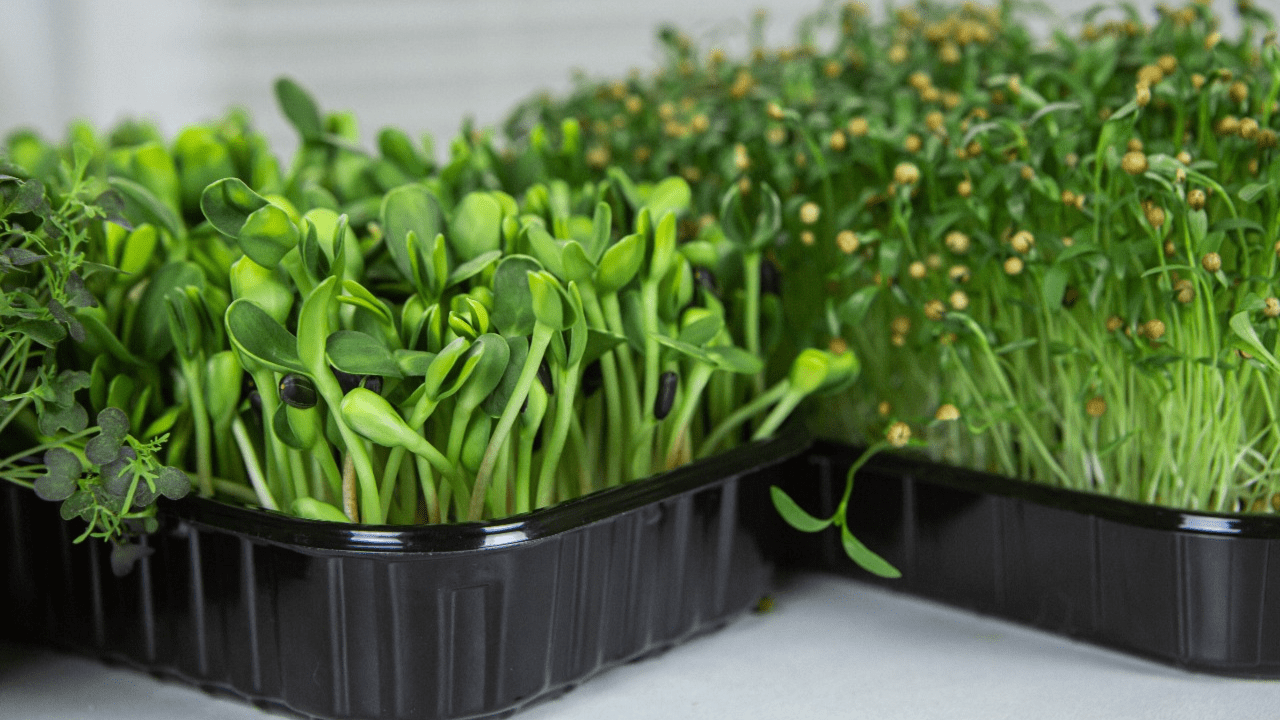 Growing Microgreens - Lewis Ginter Botanical Garden