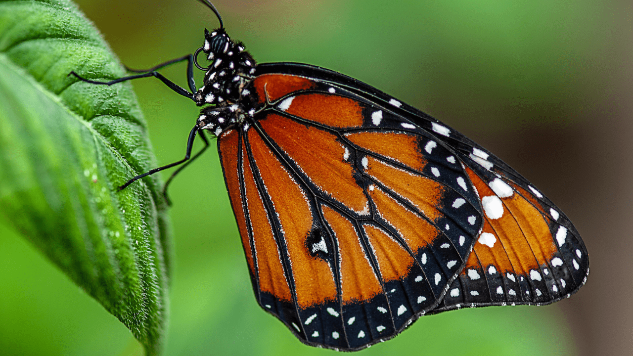 Power to the Pollinators: Gardening with Native Plants - Lewis Ginter ...