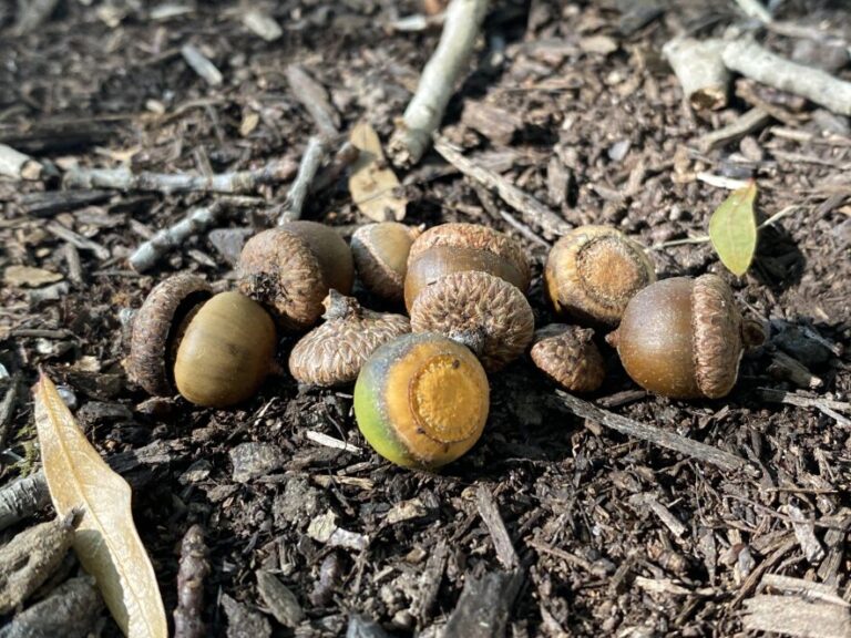 The Mighty Oak Tree - Lewis Ginter Botanical Garden