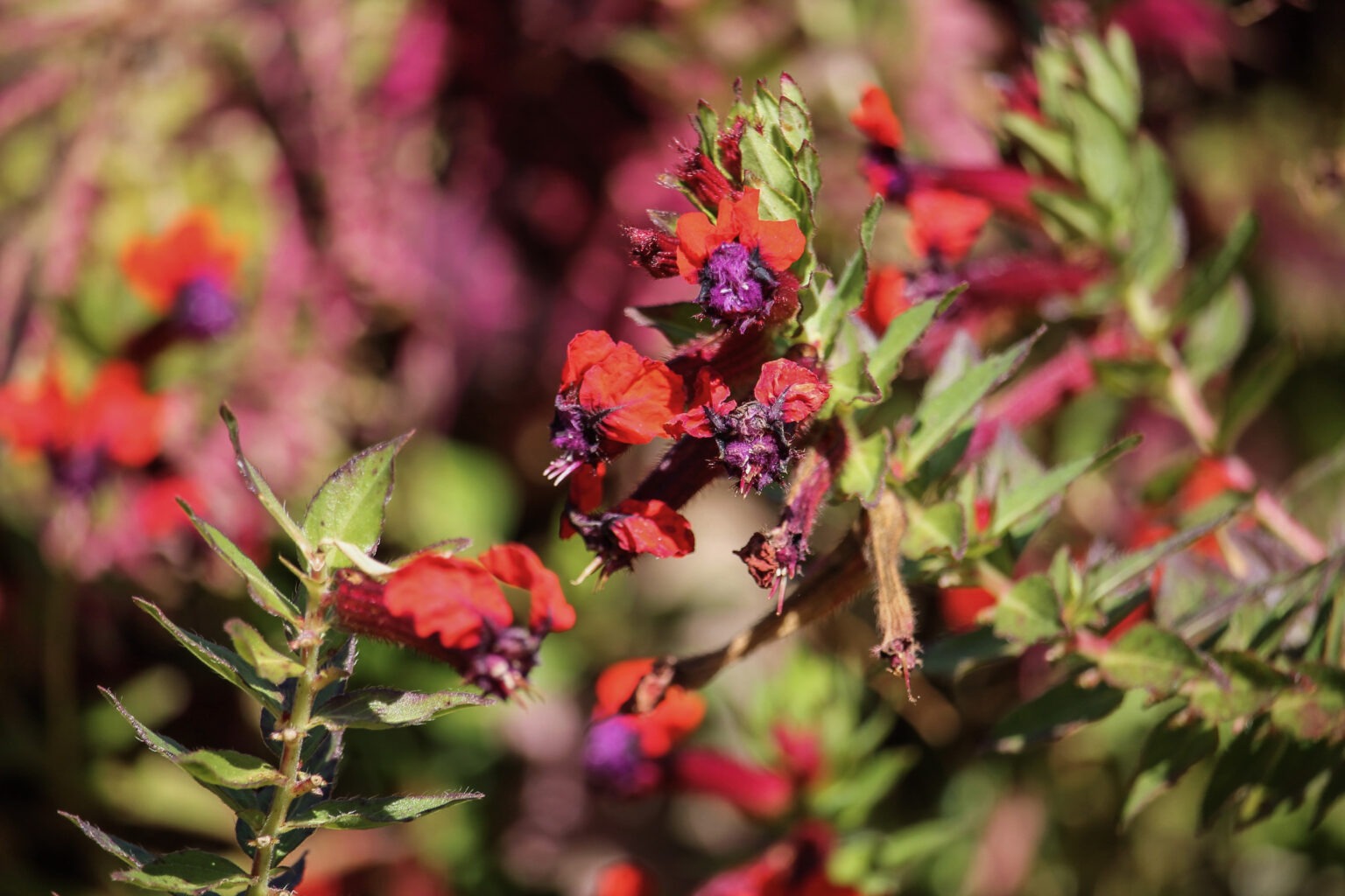 10 Spooky Plants to Get in the Halloween Spirit - Lewis Ginter ...